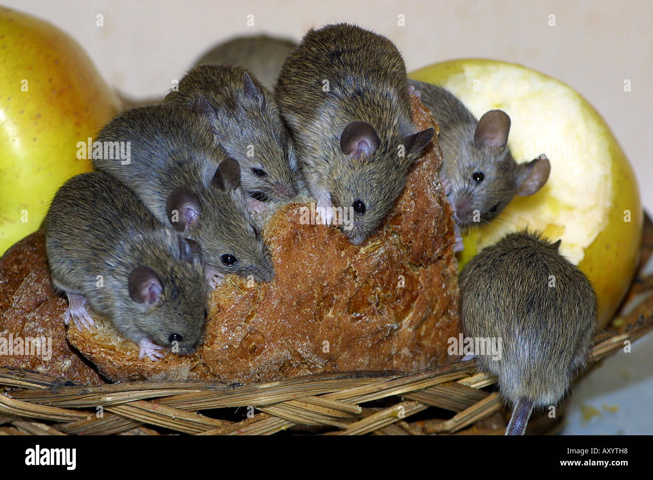 Mus musculus mäuse gruppe -Fotos und -Bildmaterial in hoher Auflösung ...