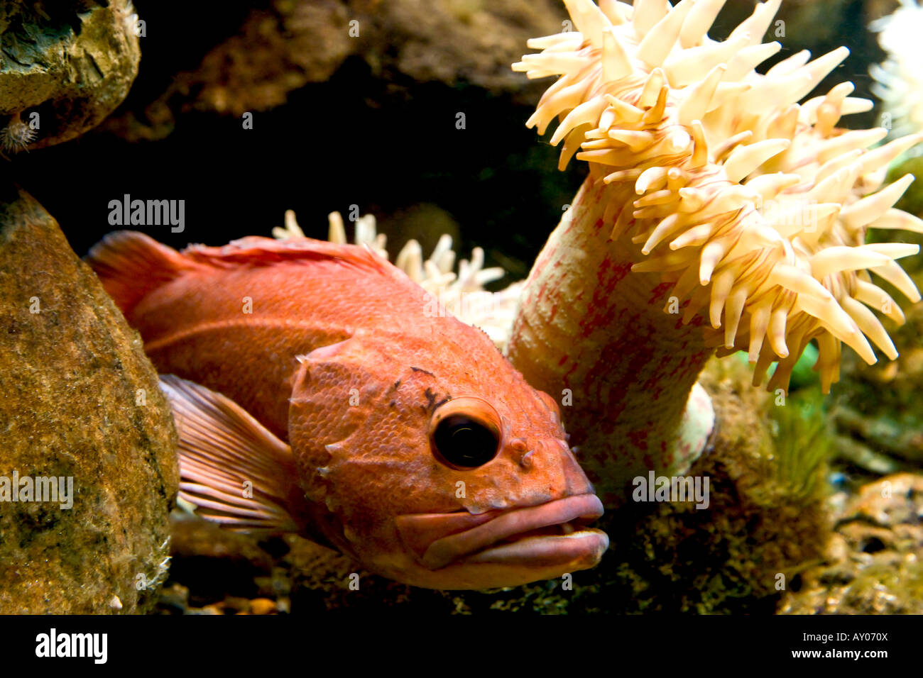 Reef fish ugly fish -Fotos und -Bildmaterial in hoher Auflösung – Alamy