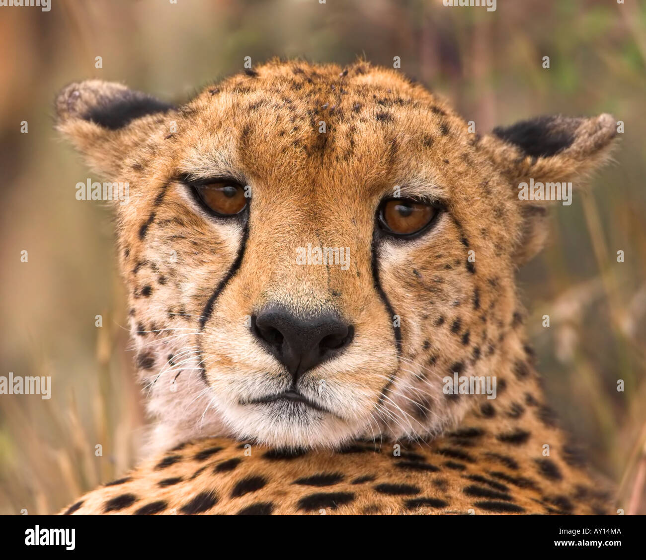 Gepard, Acinonyx Jubatus, Masai Mara, Kenia, Ostafrika, Raubkatze ...