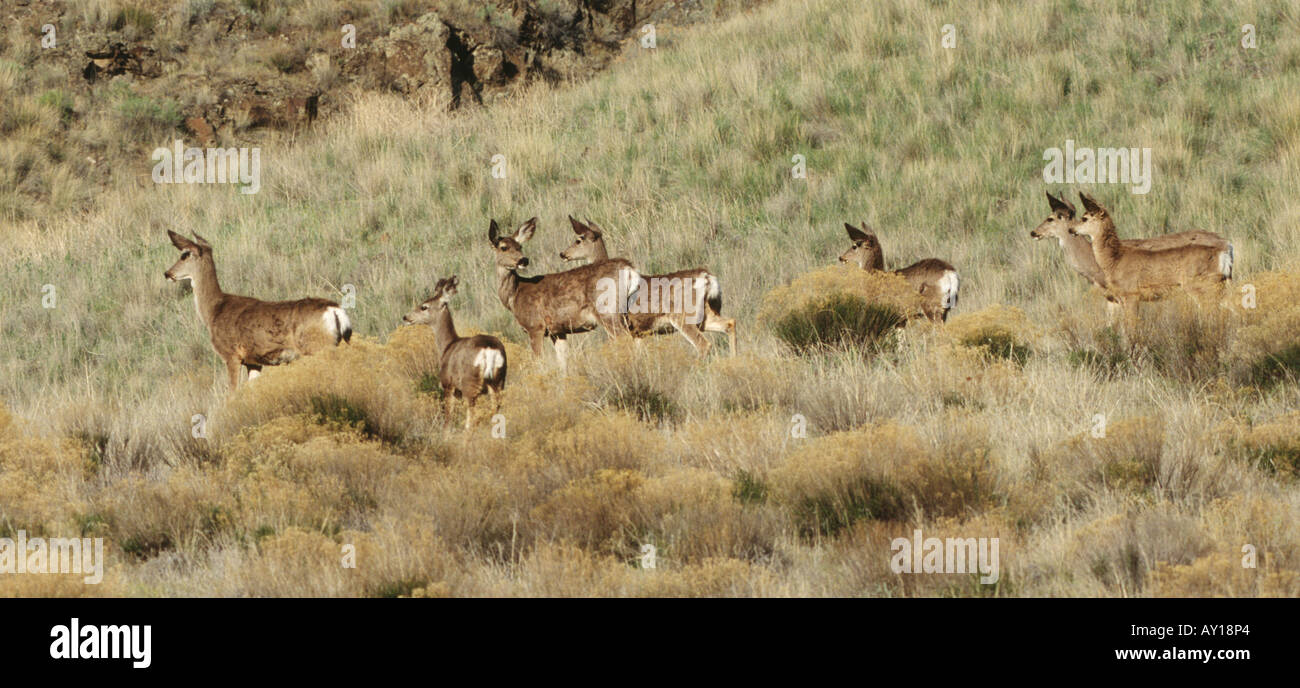 Hirsch herde odocoileus tier tiere -Fotos und -Bildmaterial in hoher ...