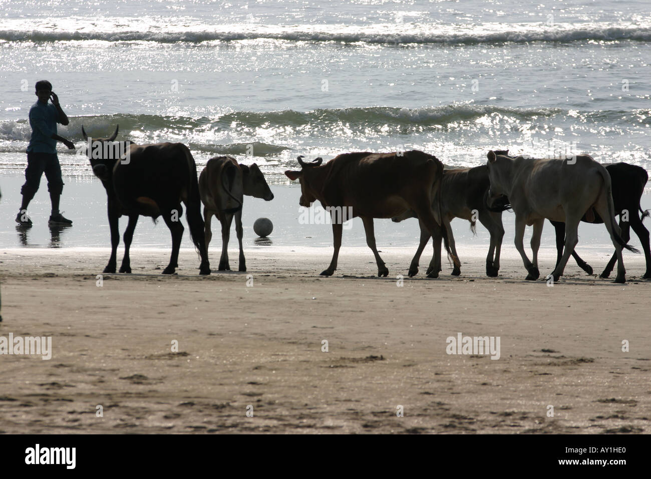 Heilige kuh am strand -Fotos und -Bildmaterial in hoher Auflösung – Alamy