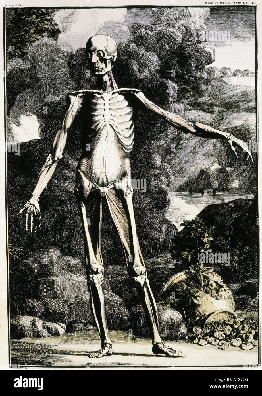 Tabulae anatomicae -Fotos und -Bildmaterial in hoher Auflösung – Alamy