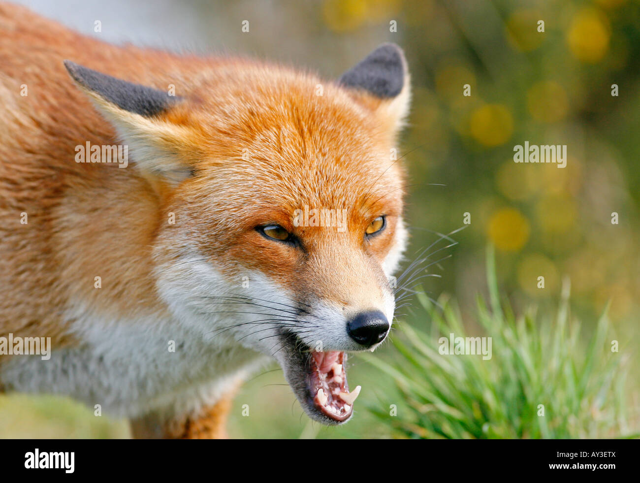 Baring Teeth Stockfotos und -bilder Kaufen - Alamy