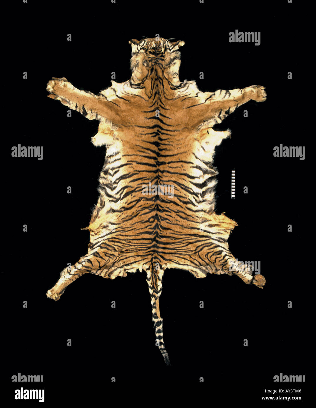 Sumatra tigerfell -Fotos und -Bildmaterial in hoher Auflösung – Alamy