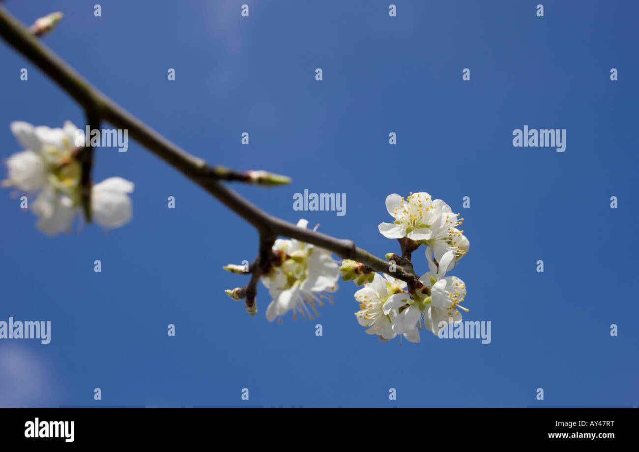 Blauer pollensack -Fotos und -Bildmaterial in hoher Auflösung – Alamy