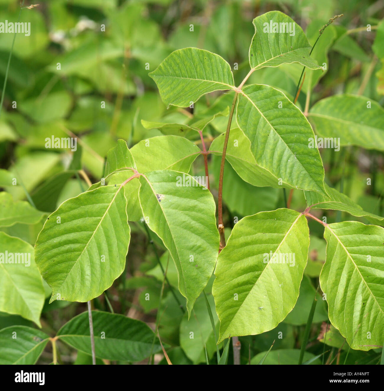 Giftiger efeu -Fotos und -Bildmaterial in hoher Auflösung – Alamy