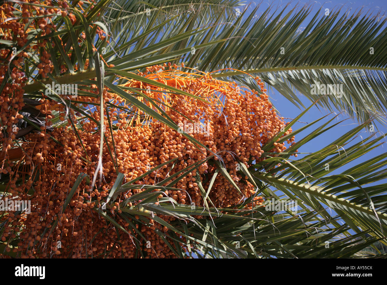 Palm Tree With Fruits Stockfotos und -bilder Kaufen - Alamy