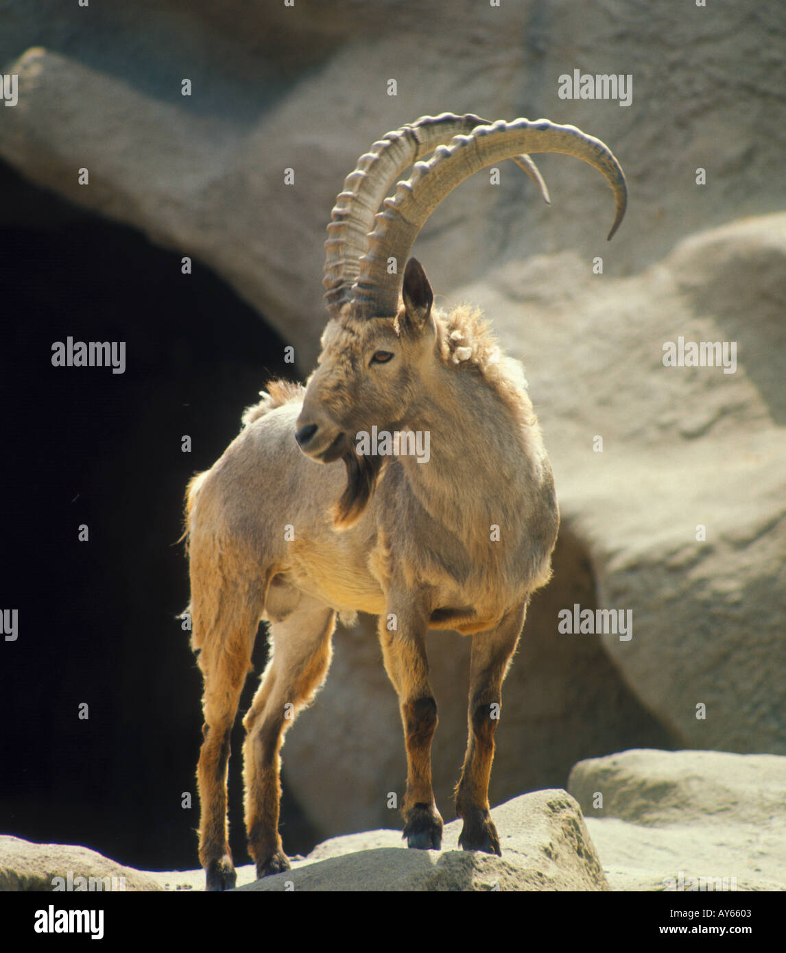 Die bergziege -Fotos und -Bildmaterial in hoher Auflösung – Alamy