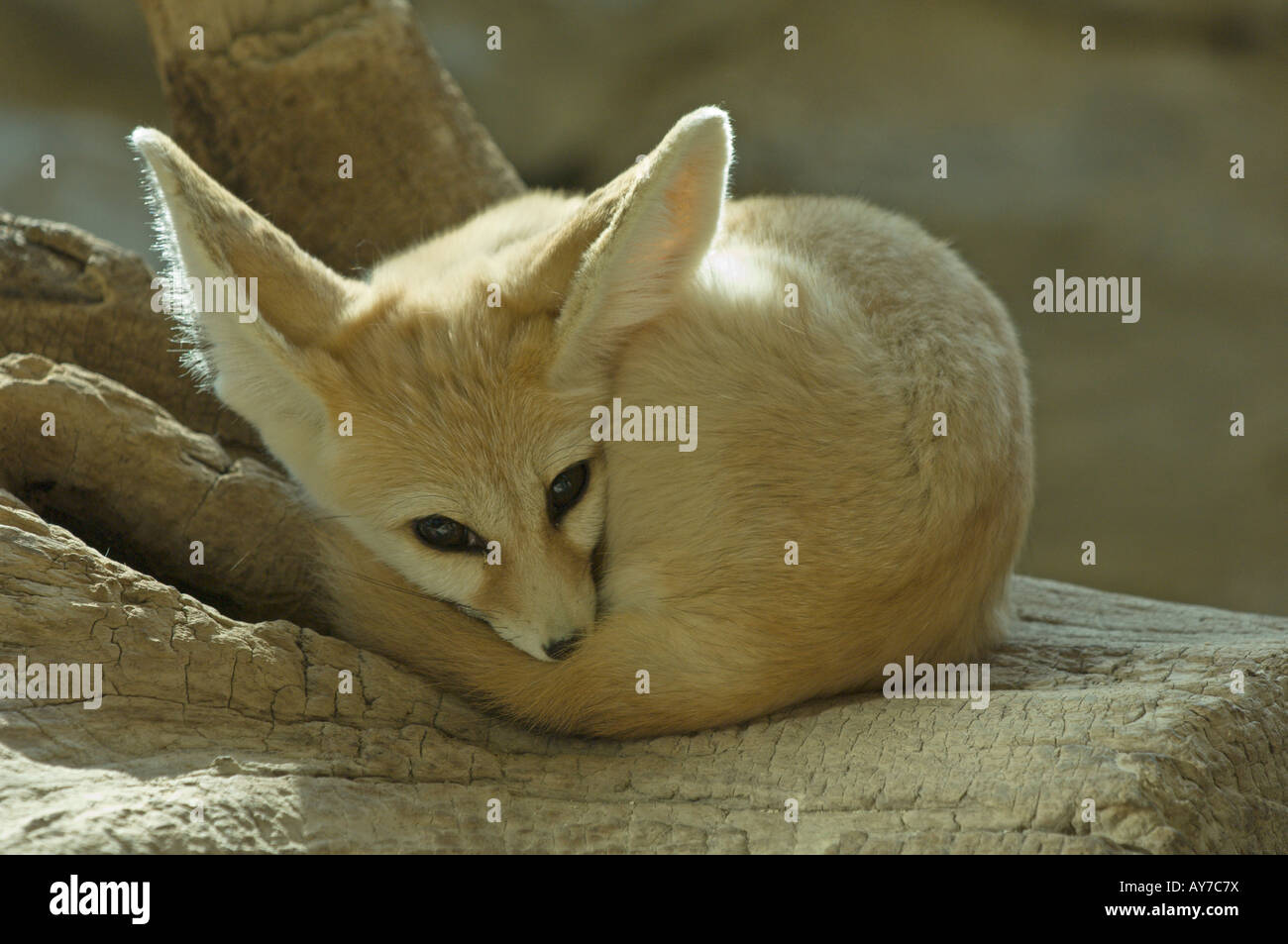 Fennekus Zerda Stockfotos und -bilder Kaufen - Alamy