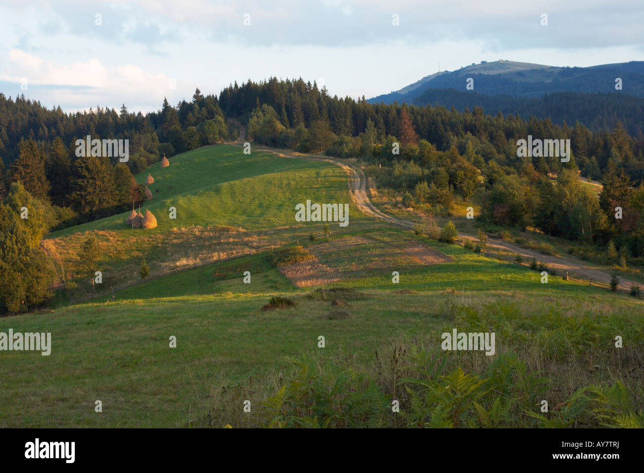 Sommer Abend Berghügel mit Stapeln von Heu und Land Straße (tsch ...