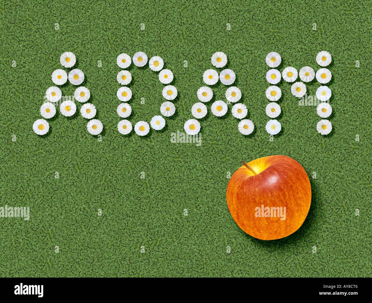 Adams apple -Fotos und -Bildmaterial in hoher Auflösung – Alamy