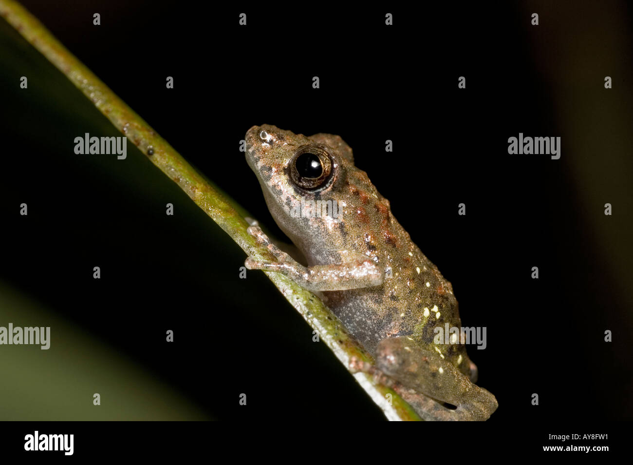 Regen-Frosch im Amazonas-Regenwald-ecuador Stockfotografie - Alamy