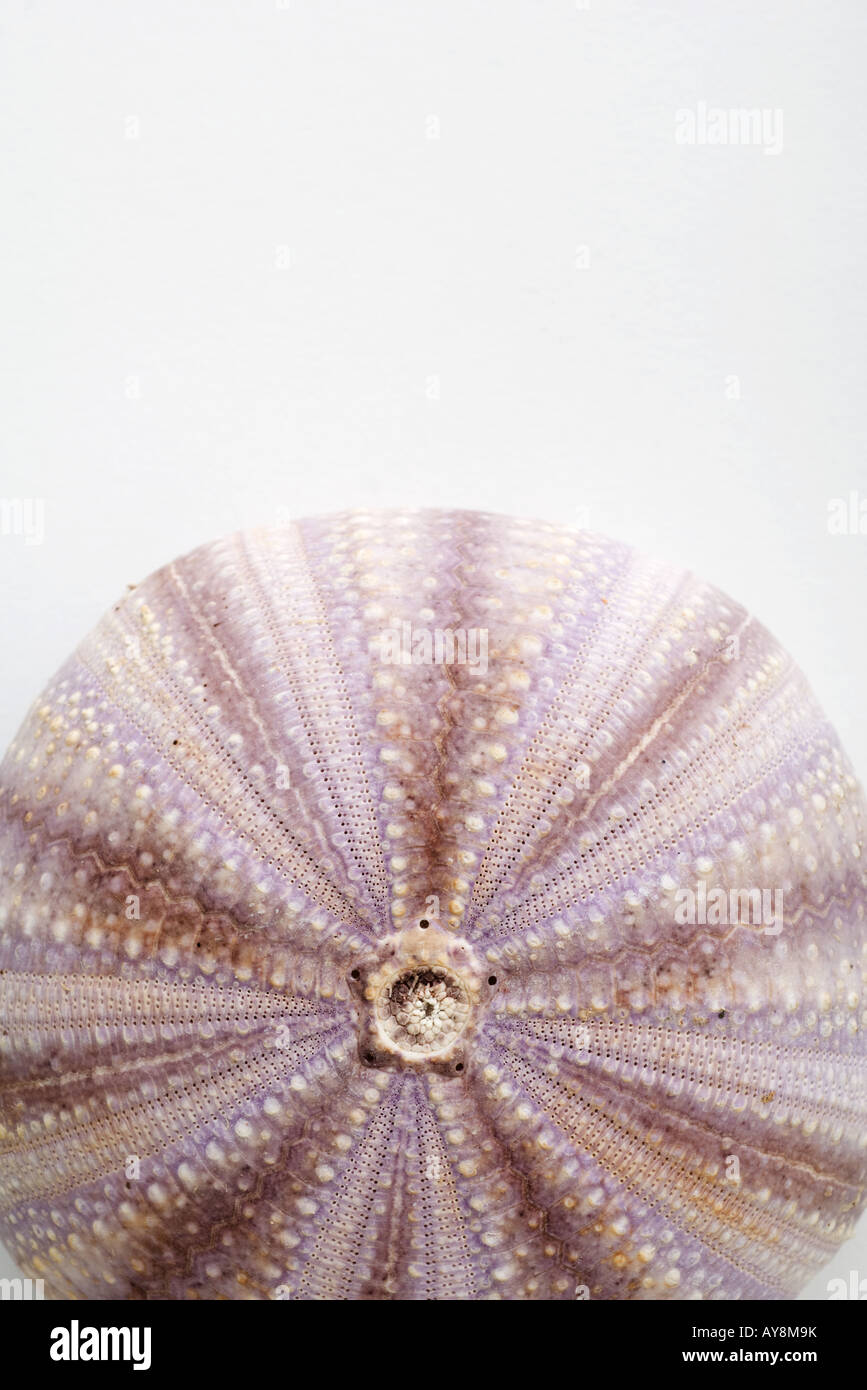 Lebt mit seeigel -Fotos und -Bildmaterial in hoher Auflösung – Alamy