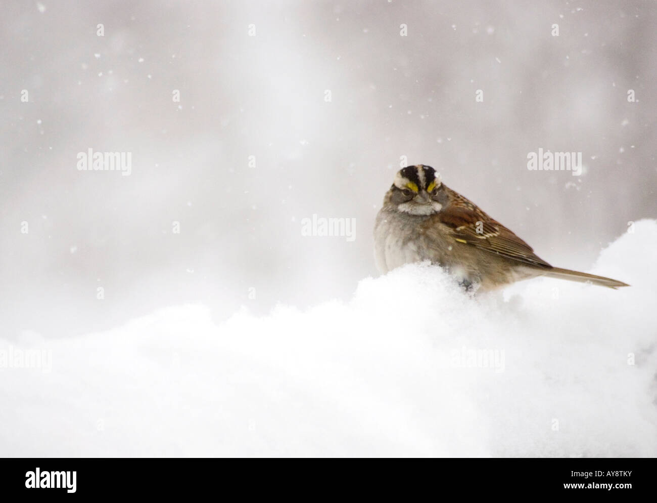 Spatz auf schneebedecktem ast -Fotos und -Bildmaterial in hoher ...