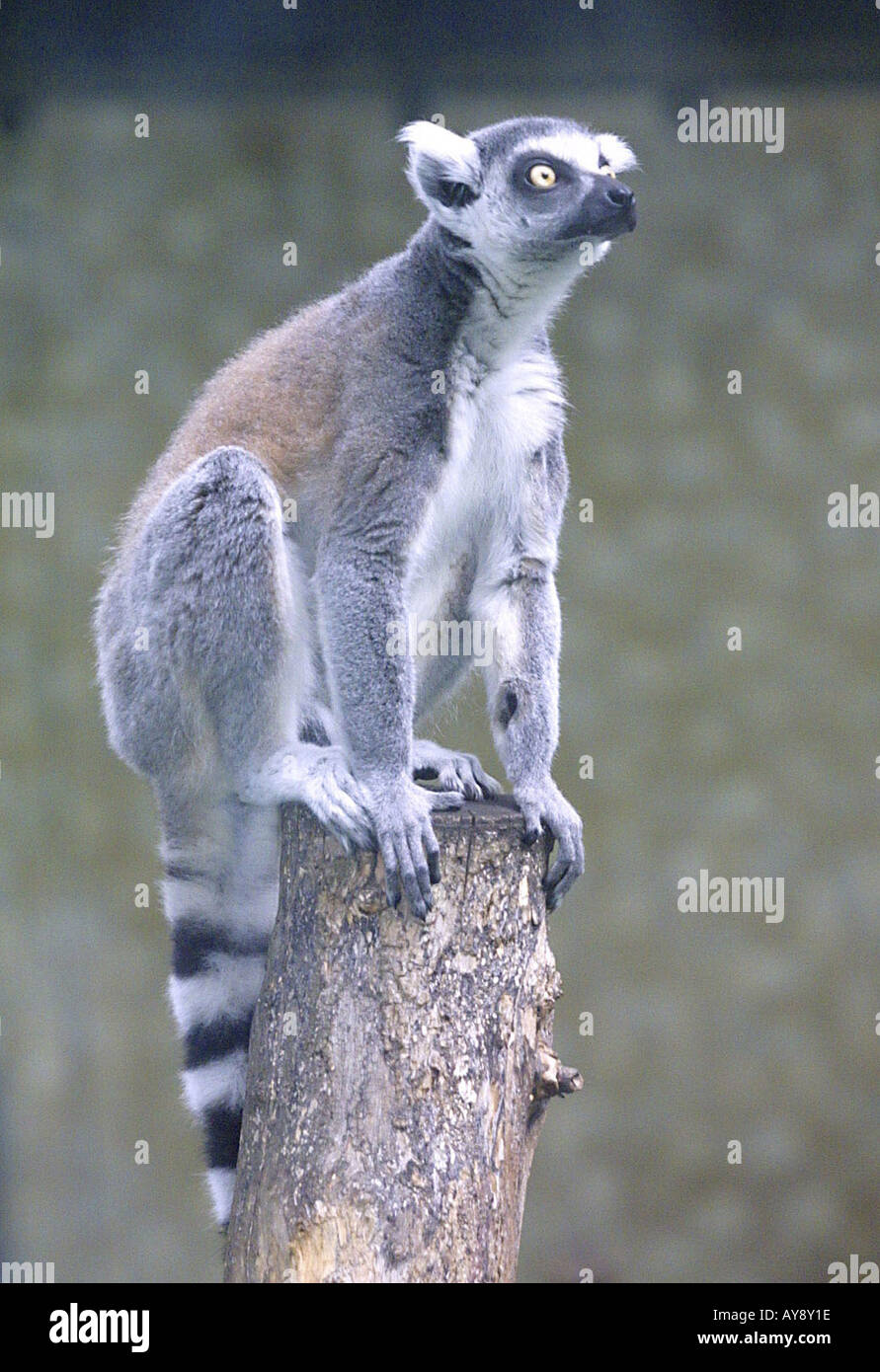 Katta Affe Stockfotos und -bilder Kaufen - Alamy