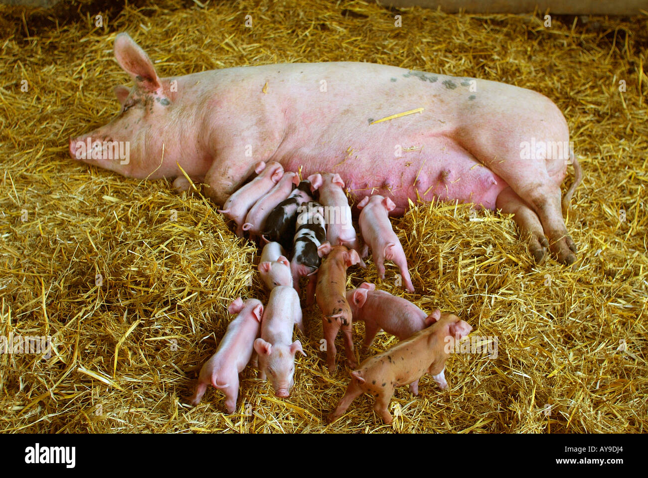Suckle pig -Fotos und -Bildmaterial in hoher Auflösung – Alamy