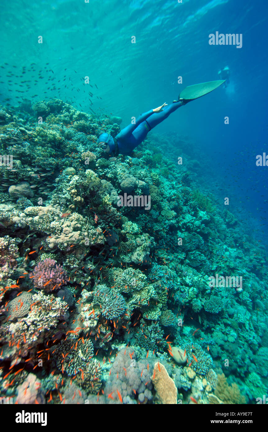 Freitauchen dahab -Fotos und -Bildmaterial in hoher Auflösung – Alamy