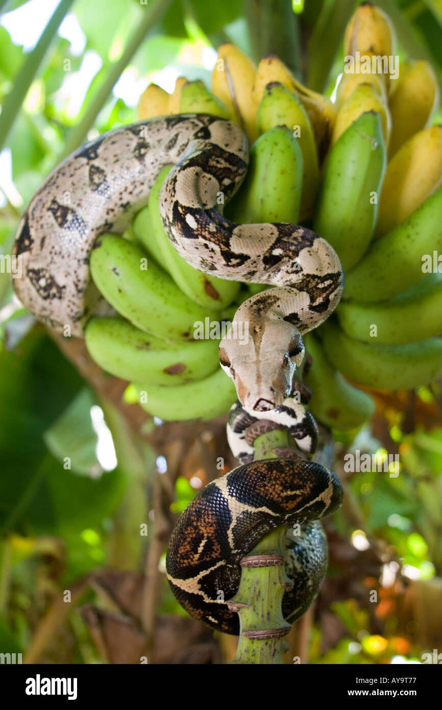 Boa Constrictor in eine Bananenstaude in Florida gedreht ...