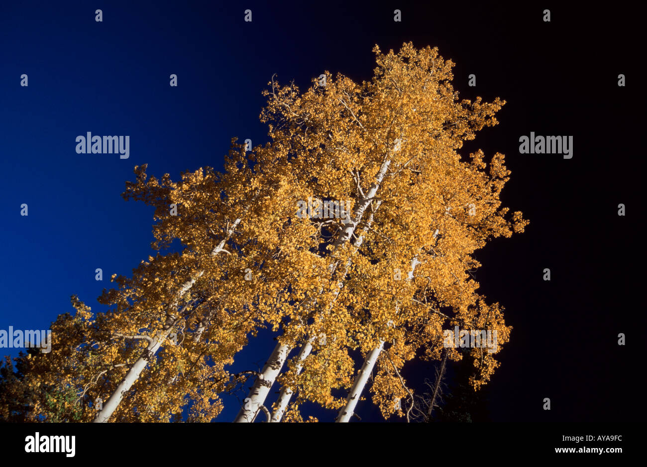 Aspen im Herbst nördlich von Grand Canyon Arizona USA Populus ...