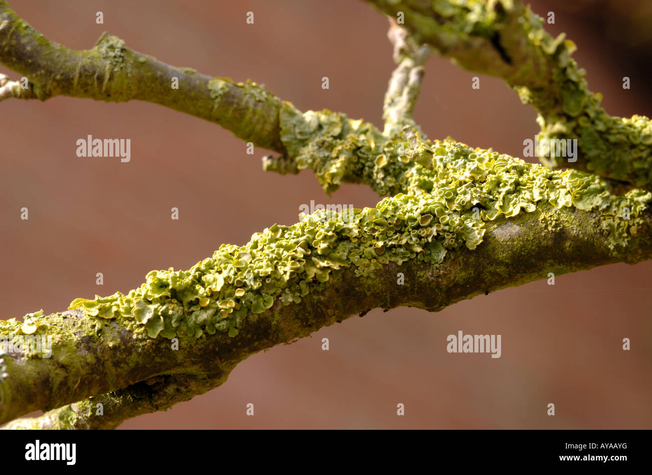 Flechte auf eberesche -Fotos und -Bildmaterial in hoher Auflösung – Alamy