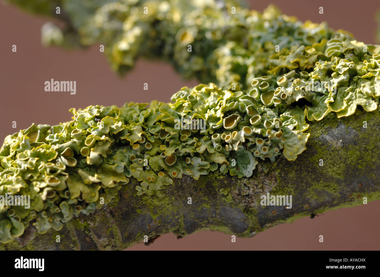 Flechte auf eberesche -Fotos und -Bildmaterial in hoher Auflösung – Alamy