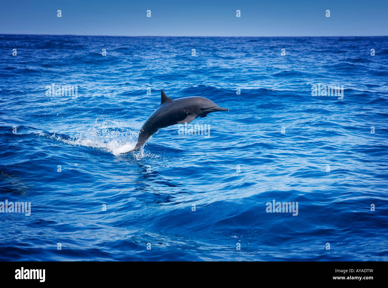Springender delphin im ozean -Fotos und -Bildmaterial in hoher ...