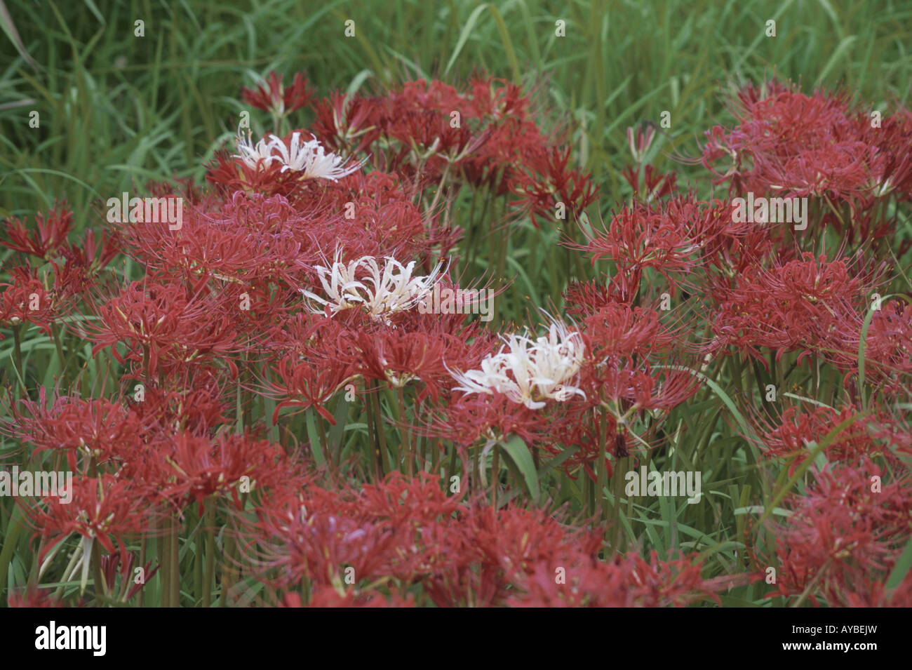Lycoris radiata -Fotos und -Bildmaterial in hoher Auflösung – Alamy