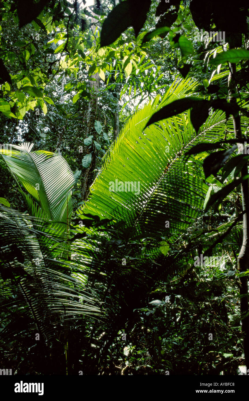 Tropischer Regenwald im Amazonas Region Dept Loreto Peru Südamerika ...
