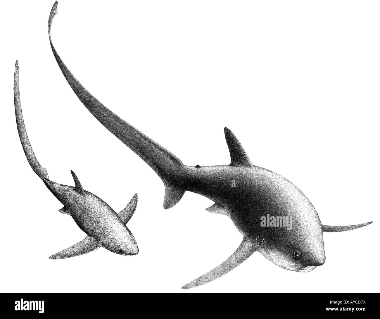 Gemeiner fuchshai -Fotos und -Bildmaterial in hoher Auflösung – Alamy