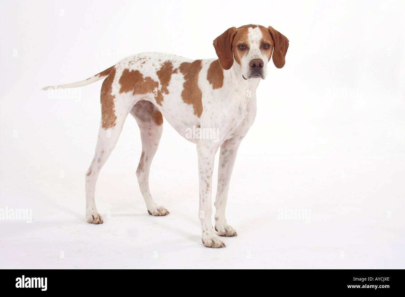 Englisch zeiger hunde -Fotos und -Bildmaterial in hoher Auflösung – Alamy