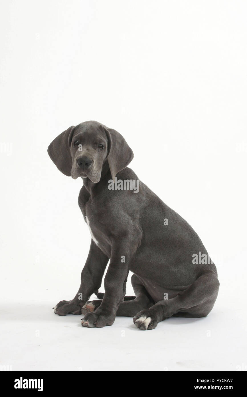 Deutsche dogge mit wochen -Fotos und -Bildmaterial in hoher Auflösung ...