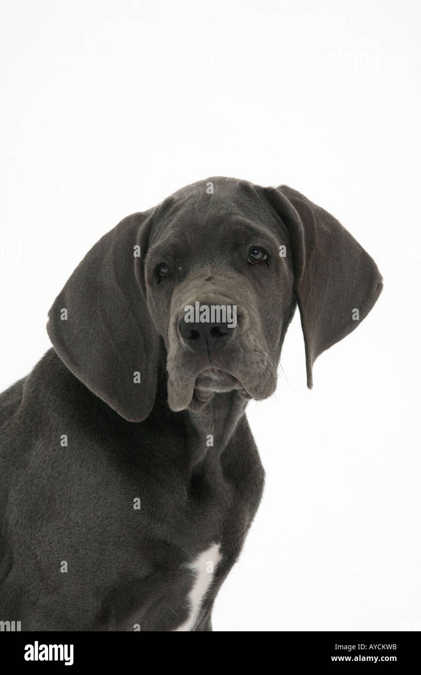 Deutsche dogge mit wochen -Fotos und -Bildmaterial in hoher Auflösung ...