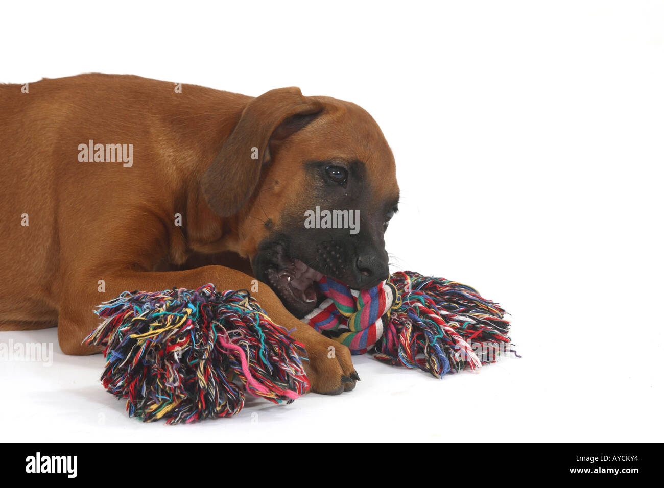 Rhodesian ridgeback puppy toy -Fotos und -Bildmaterial in hoher ...