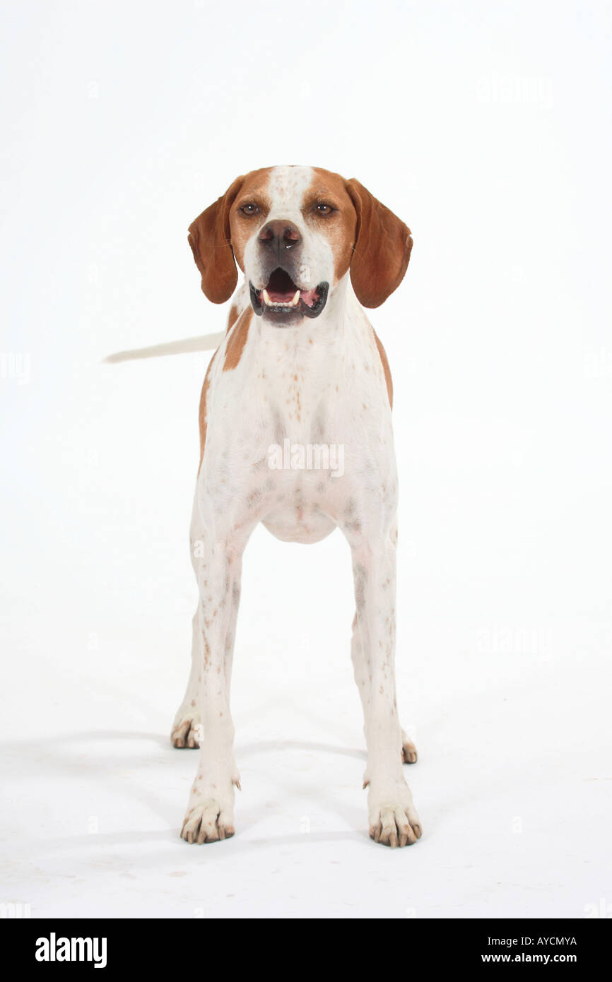 Englisch zeiger hunde -Fotos und -Bildmaterial in hoher Auflösung – Alamy