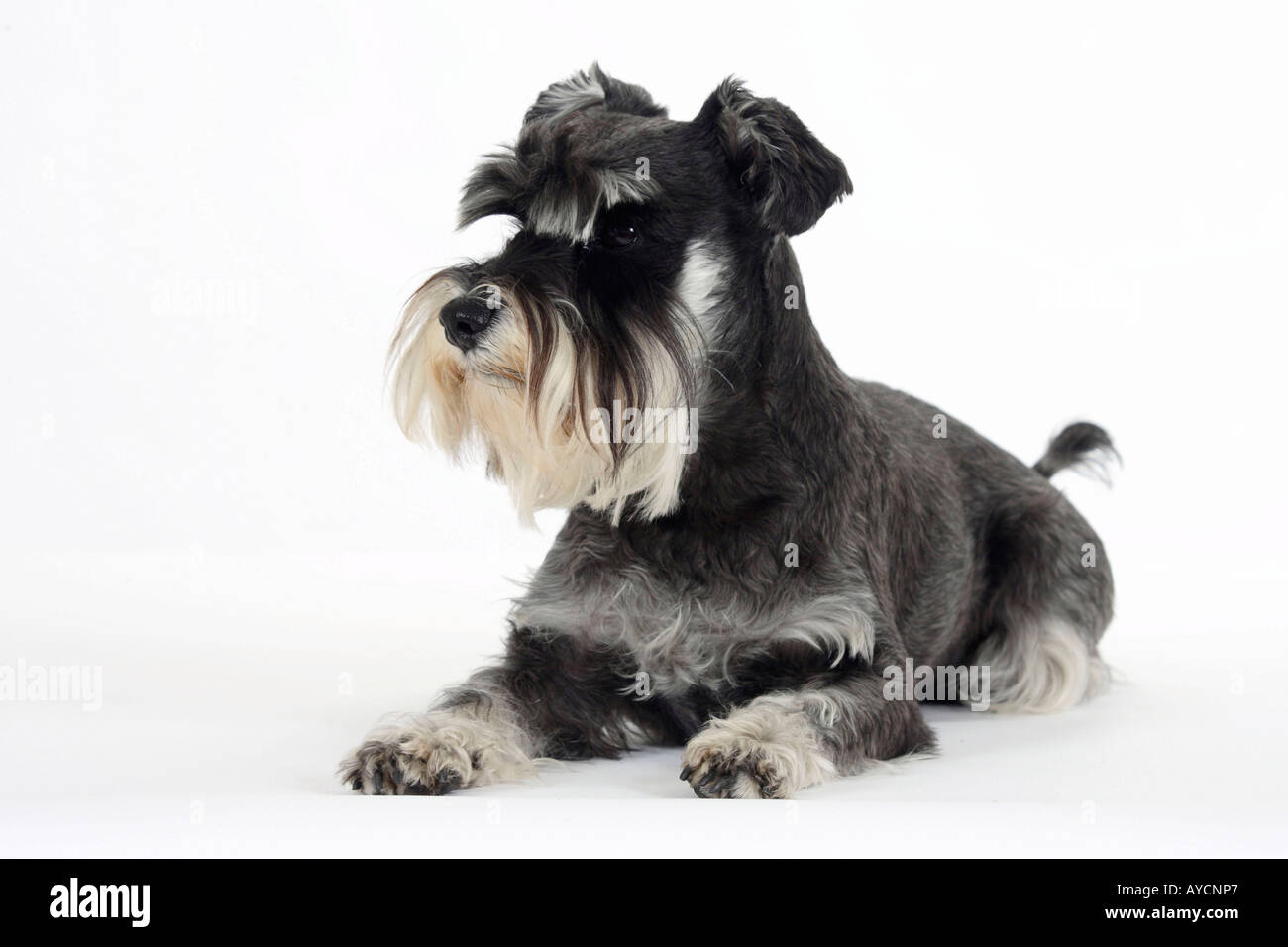 Zwergschnauzer Schwarz Silber In Not