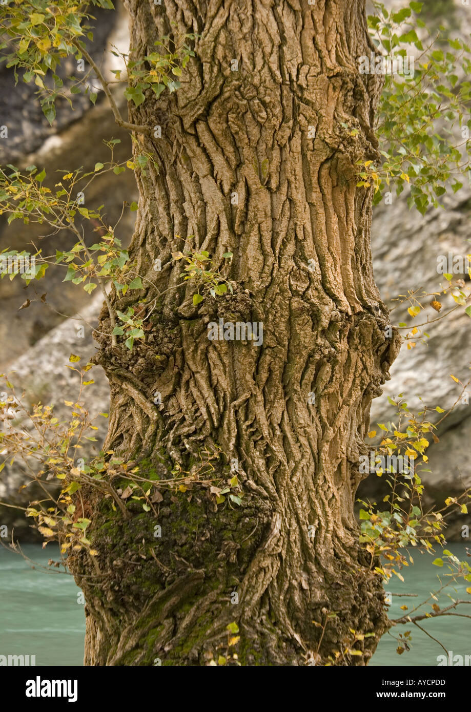 Schwarz-Pappel (Populus Nigra) Stamm und Rinde Riverside Baum ...