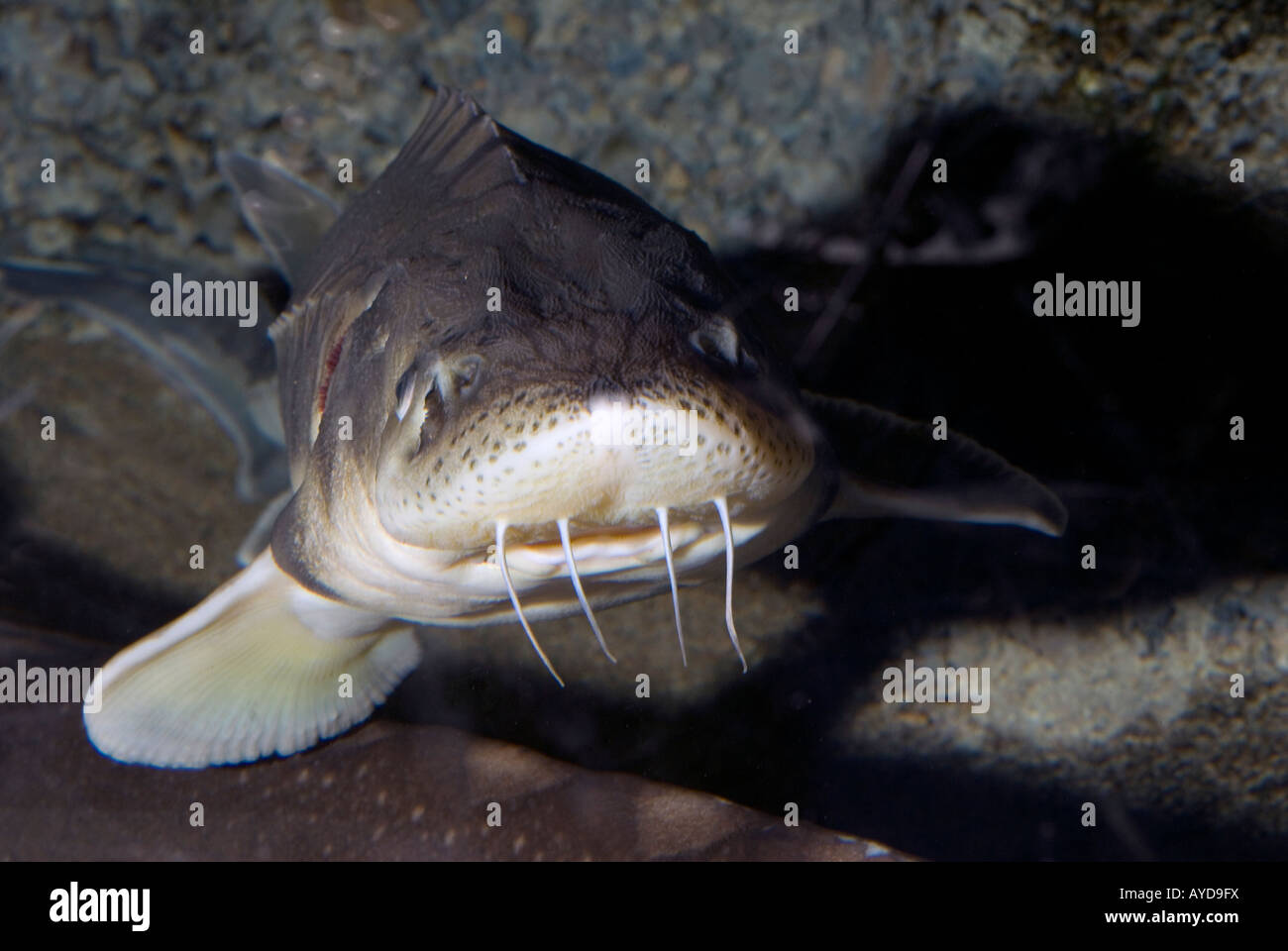 Acipenseridae Stockfotos und -bilder Kaufen - Alamy