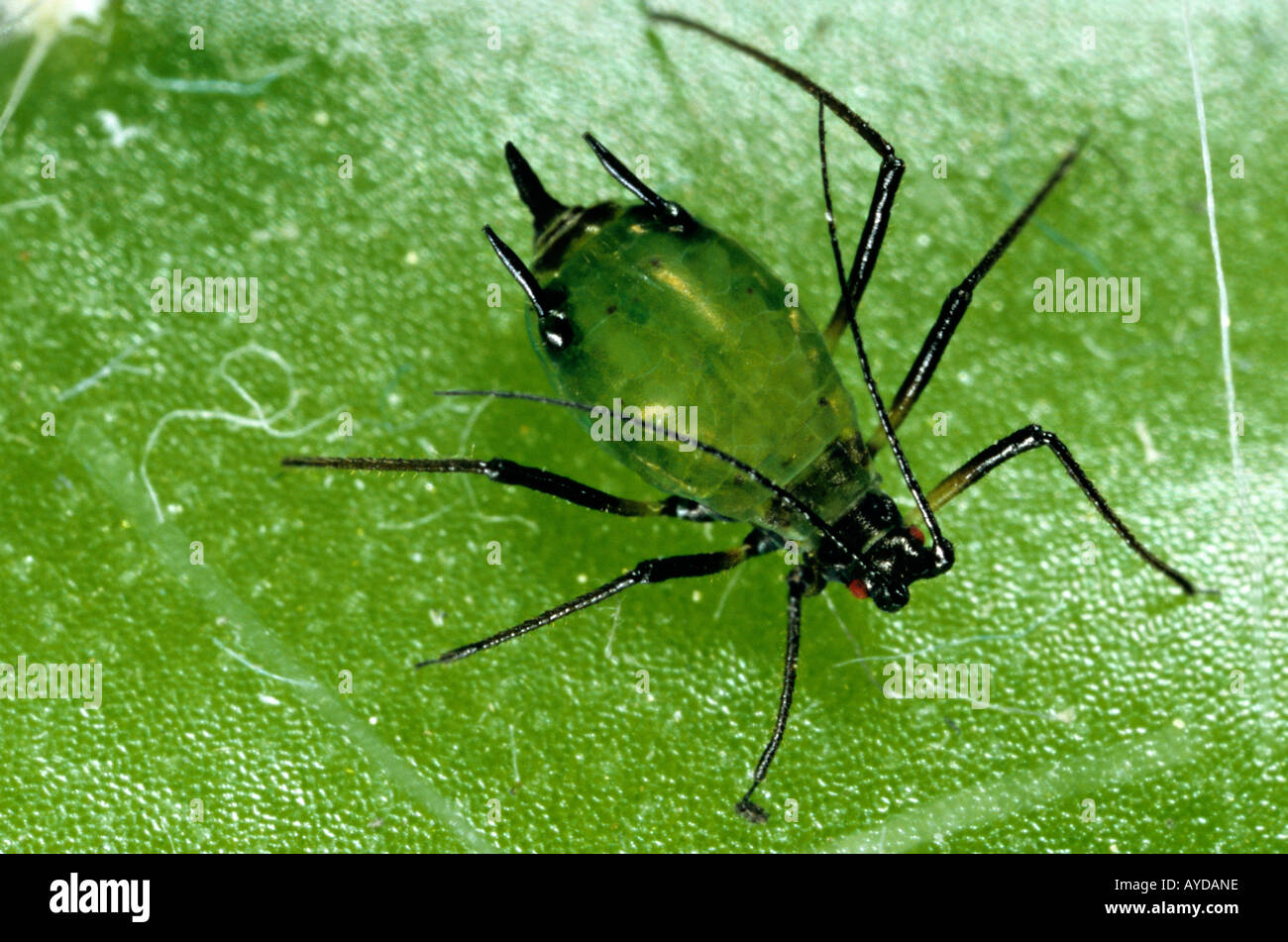 Aphis rosae -Fotos und -Bildmaterial in hoher Auflösung – Alamy
