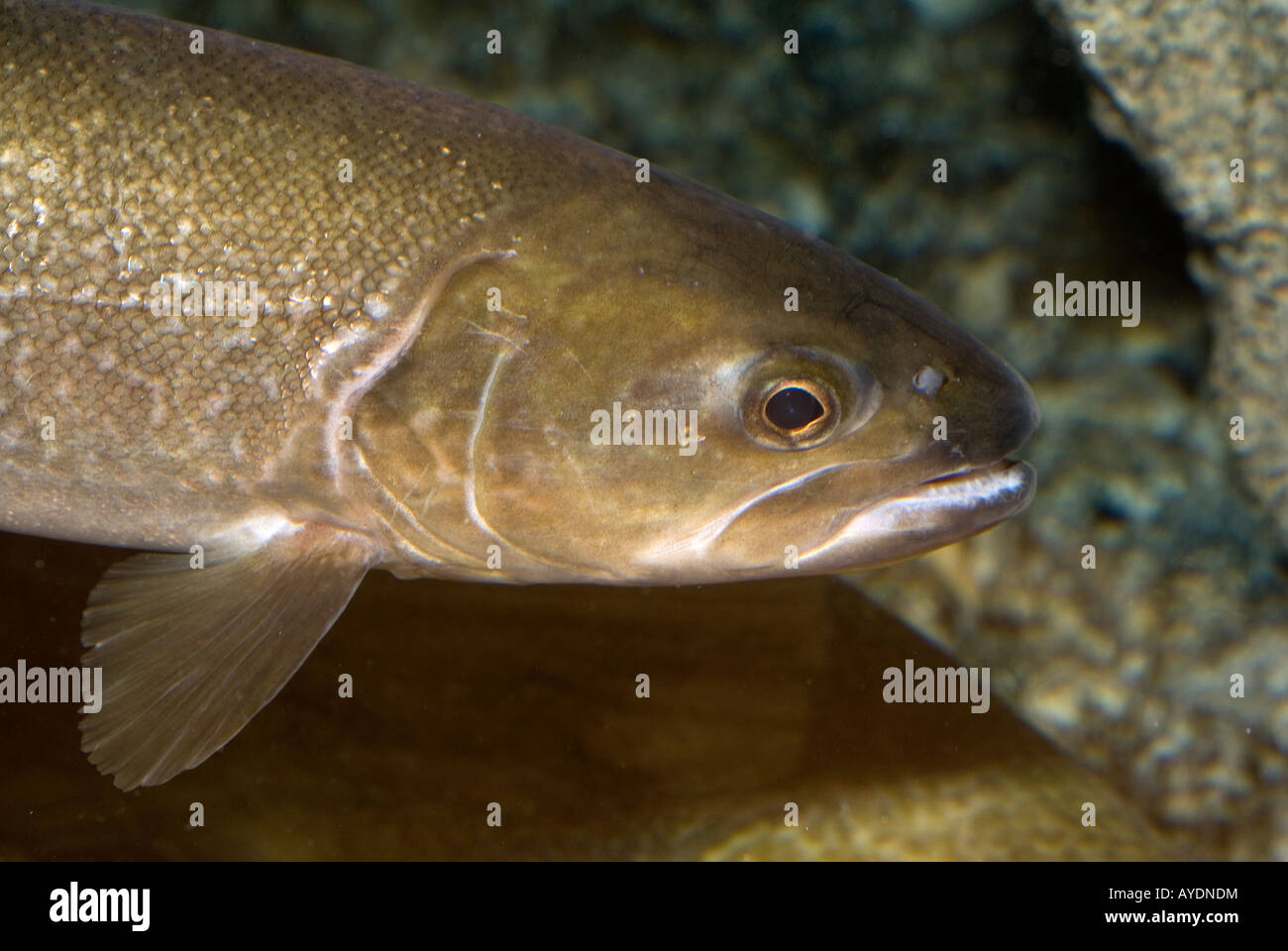 Raimbow Forelle Stockfotos und -bilder Kaufen - Alamy
