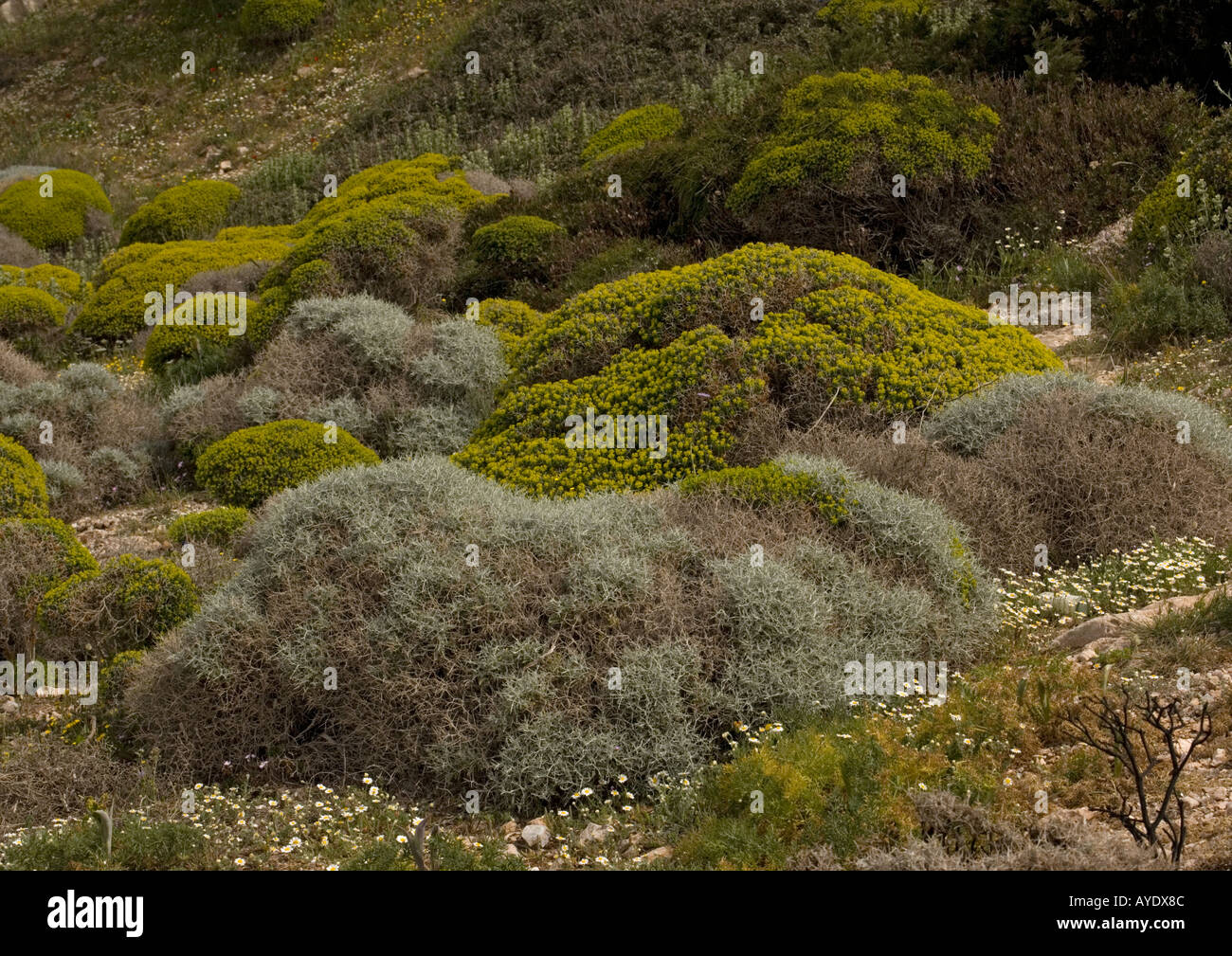 Euphorbia acanthothamnus -Fotos und -Bildmaterial in hoher Auflösung ...