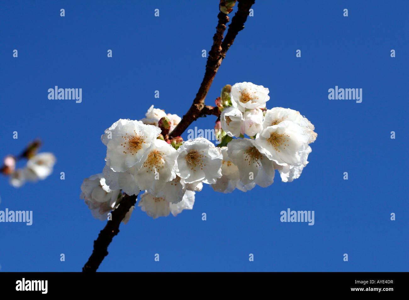 Prunus taihaku -Fotos und -Bildmaterial in hoher Auflösung – Alamy