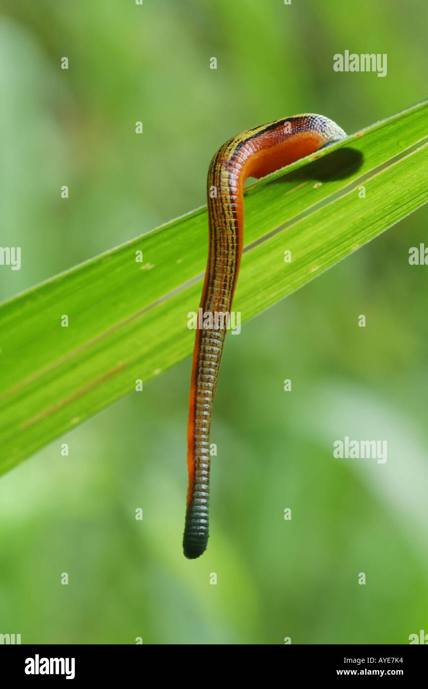 Ein Tiger Blutegel (Haemadipsa Picta) im primären Regenwald im Danum ...