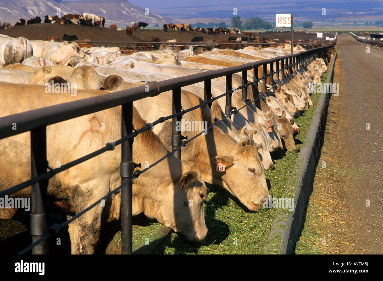Feedlot usa -Fotos und -Bildmaterial in hoher Auflösung - Seite 2 - Alamy