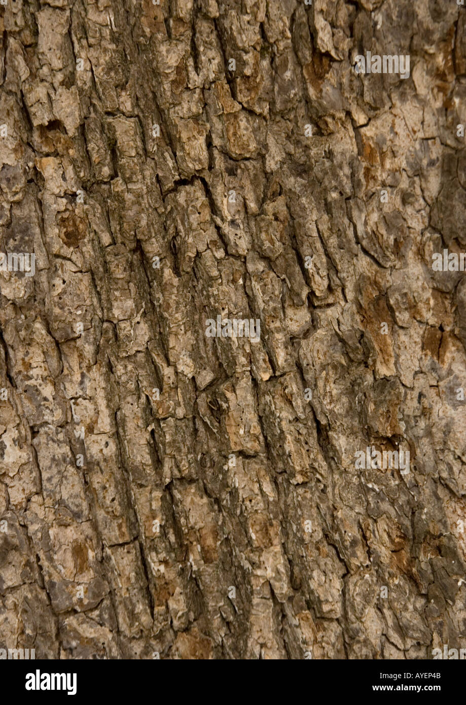 Acer campestre rinde -Fotos und -Bildmaterial in hoher Auflösung – Alamy