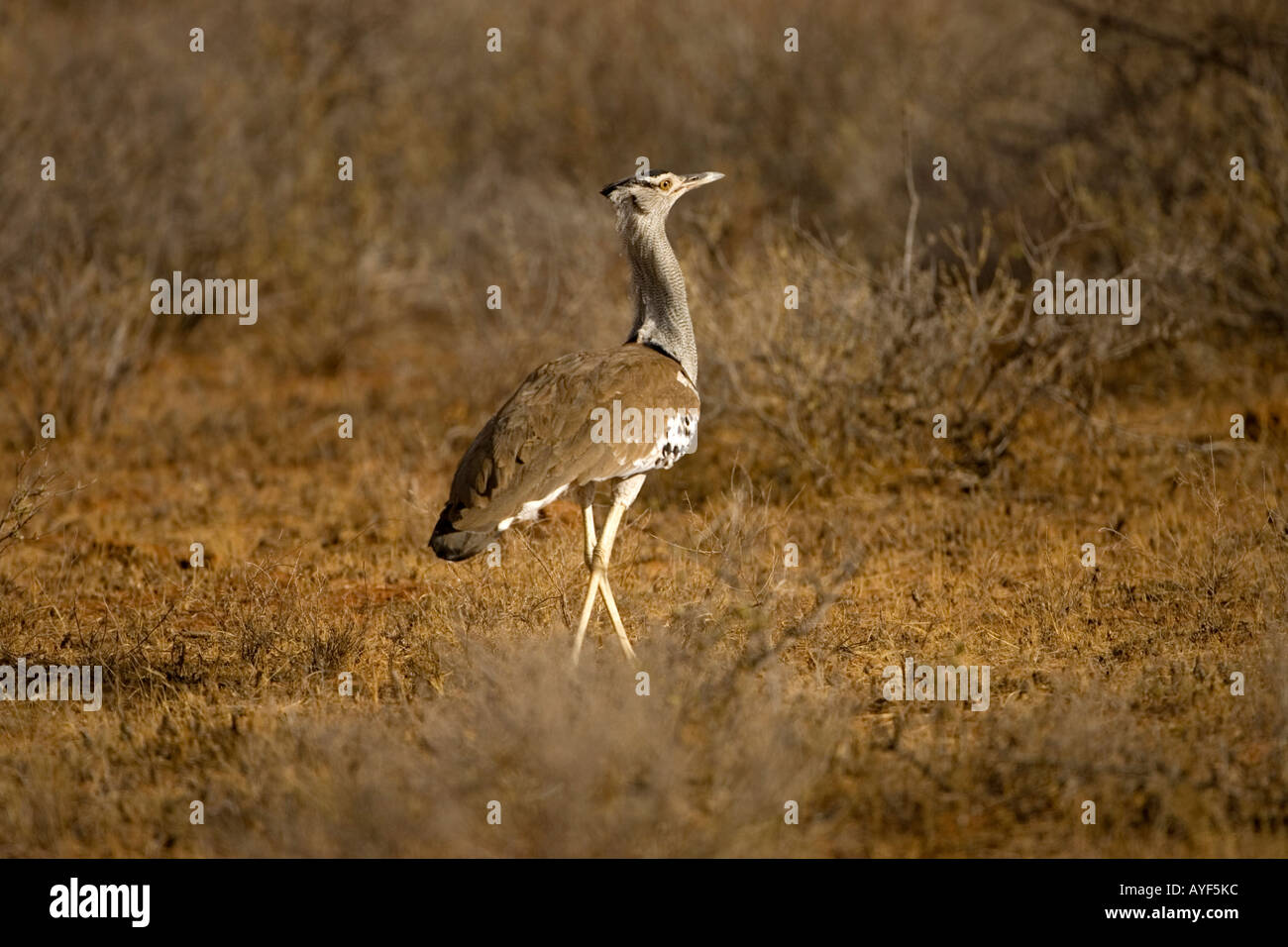 Cory bush -Fotos und -Bildmaterial in hoher Auflösung – Alamy