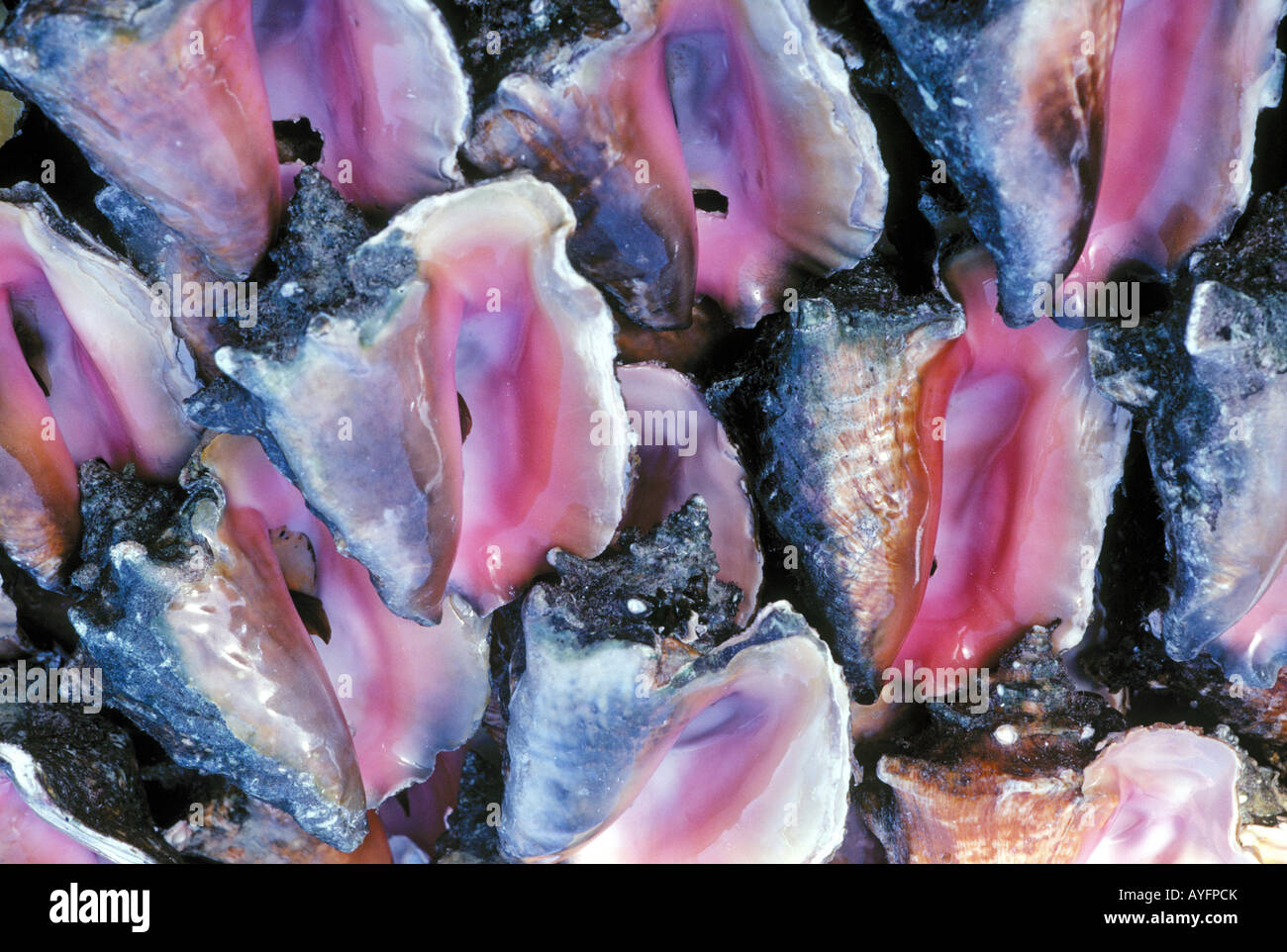 Muscheln in nassau -Fotos und -Bildmaterial in hoher Auflösung – Alamy