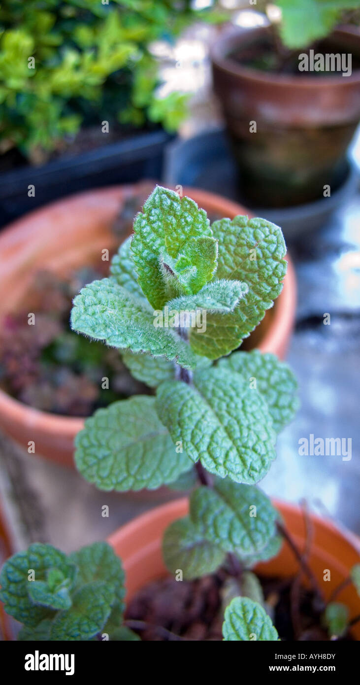 Invasive minze -Fotos und -Bildmaterial in hoher Auflösung – Alamy
