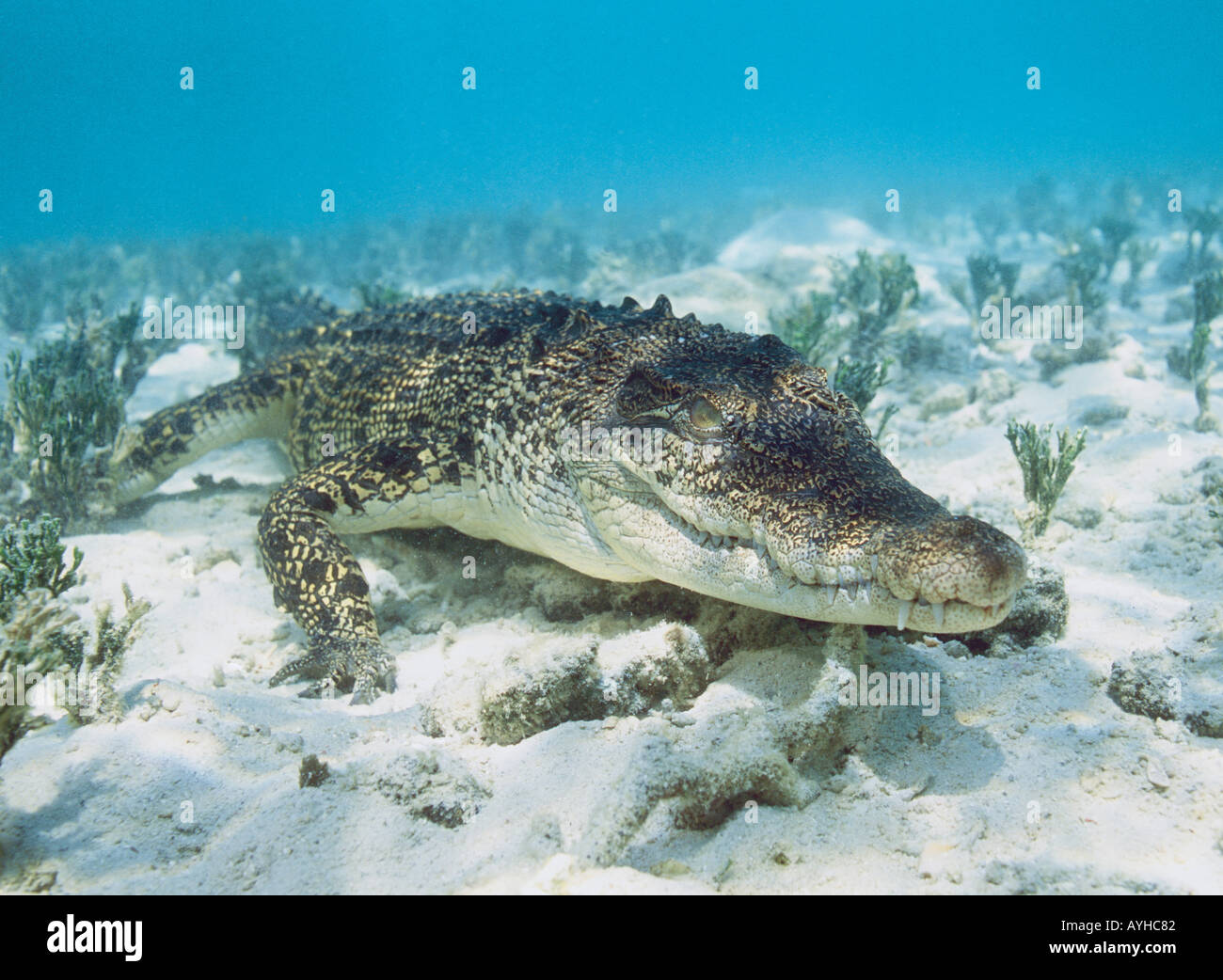 Salzwasser-Krokodil (Crocodylus Porosus) oder Leistenkrokodil. 2m lang ...