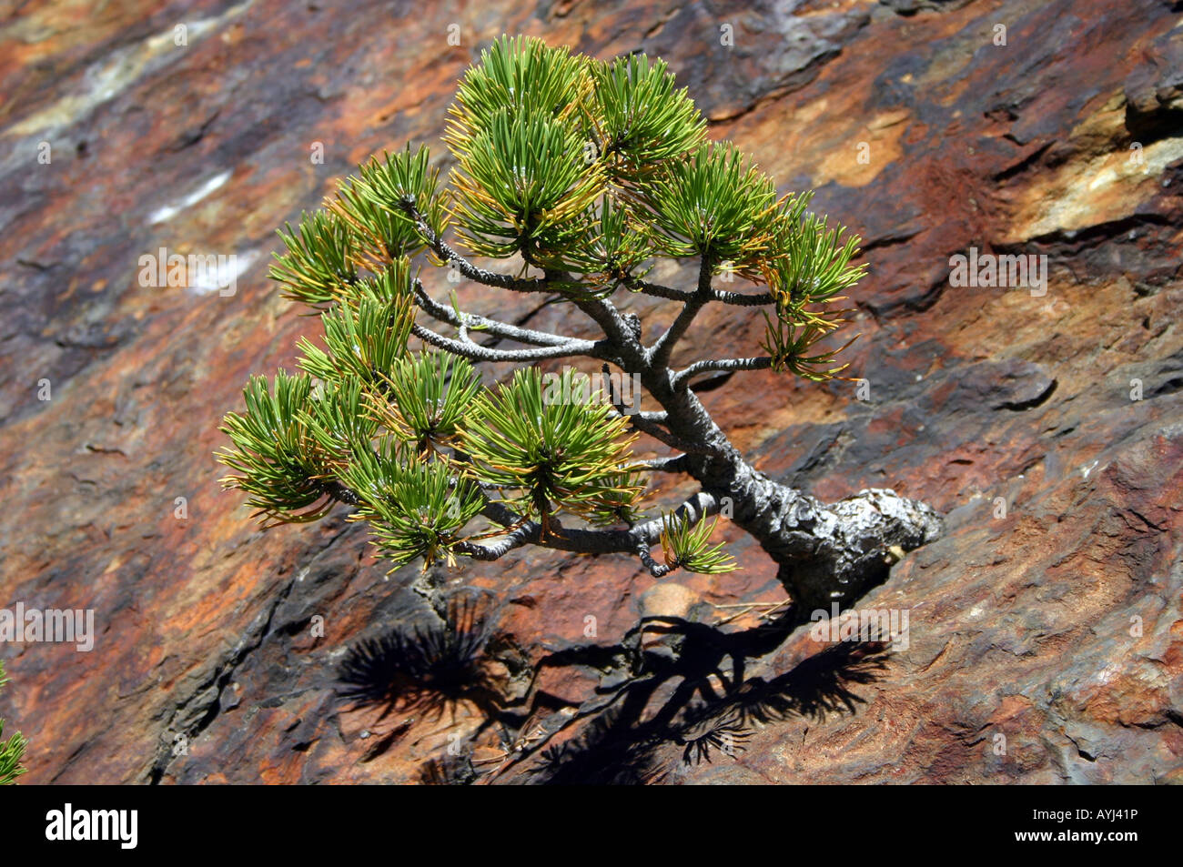 Kiefer wächst im Festgestein - wilde bonsai Stockfotografie - Alamy