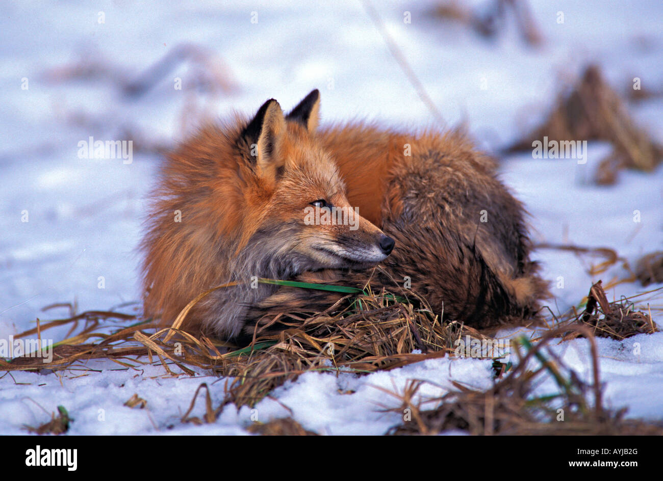 Der Rotfuchs Vulpes vulpes im Winter in Western Montana Modell ...